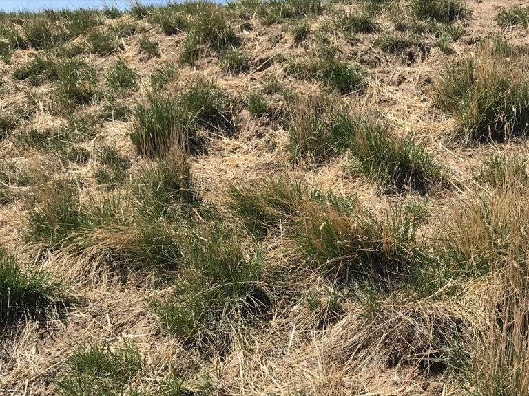 Forage Species - BeefResearch.ca
