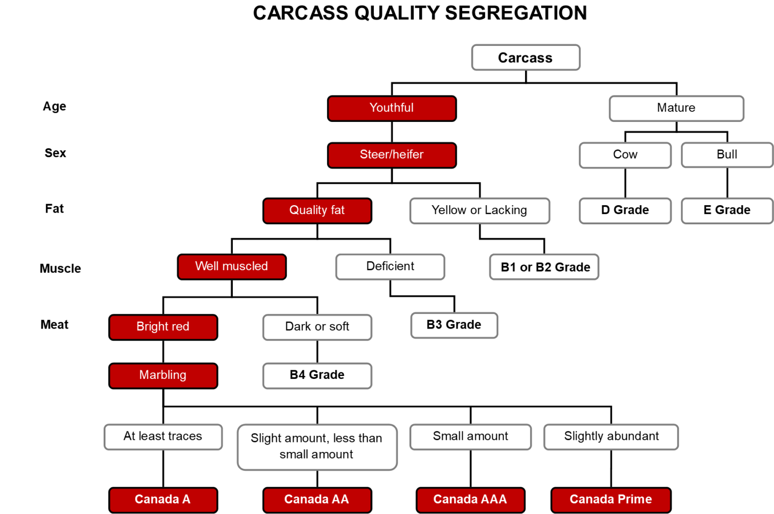 Carcass Grading - BeefResearch.ca