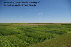 Cover Crops - BeefResearch.ca