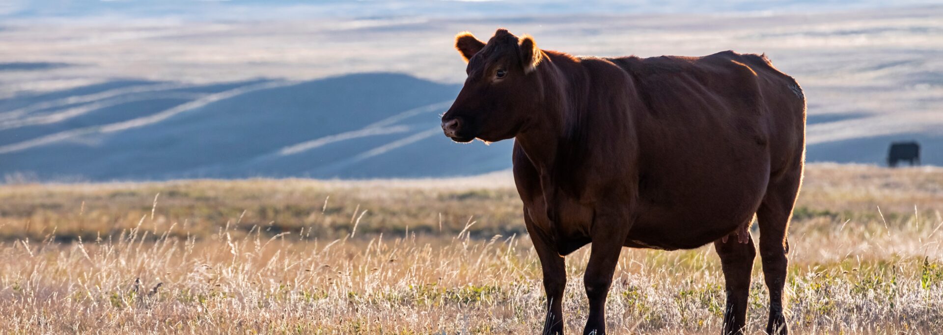 Breeding Cow Management - BeefResearch.ca