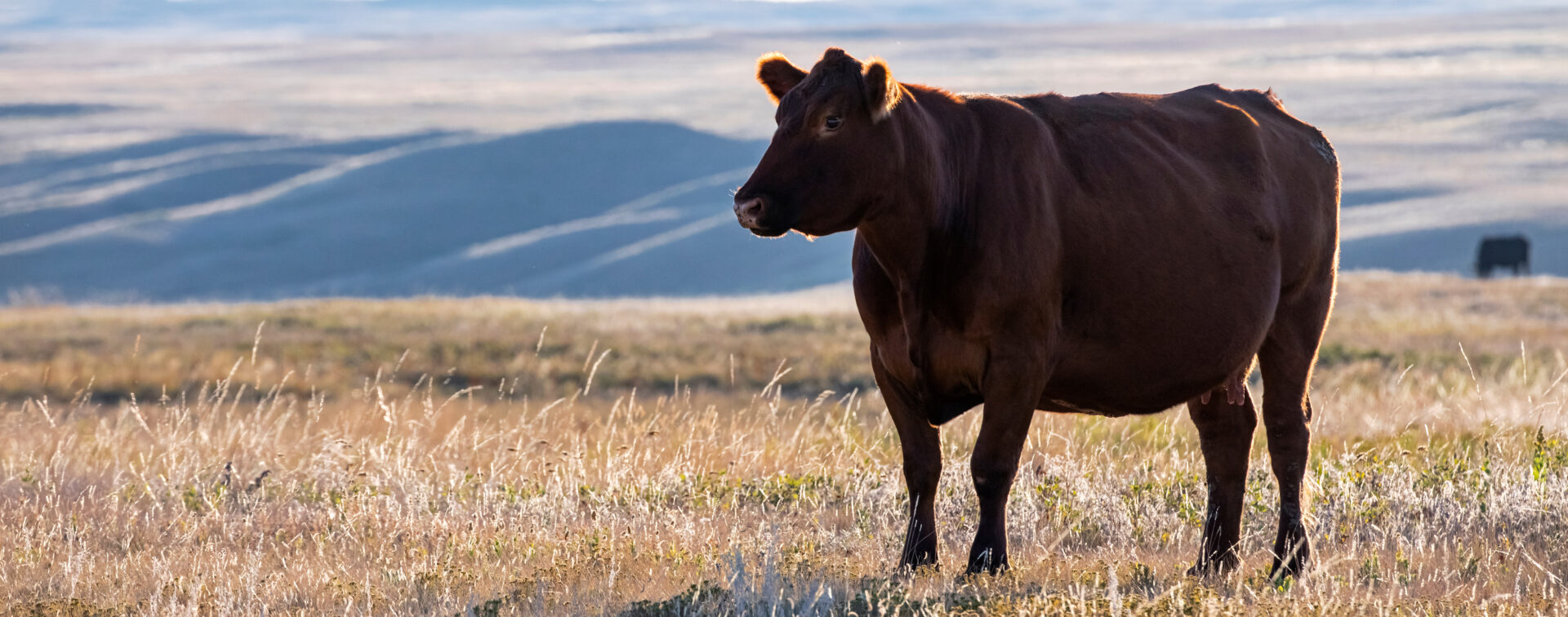 Breeding Cow Management - BeefResearch.ca