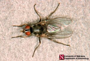 Parasites - External - BeefResearch.ca