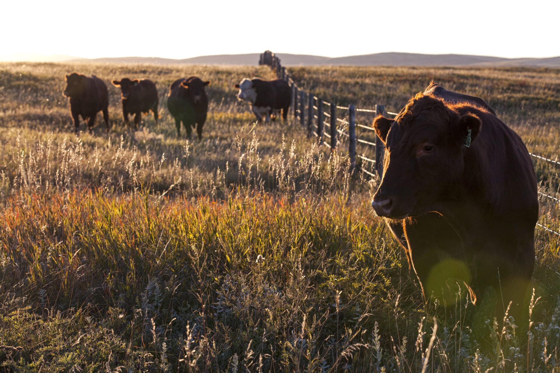 Veterinary Insights Across Canada Webinar January 16 - BeefResearch.ca