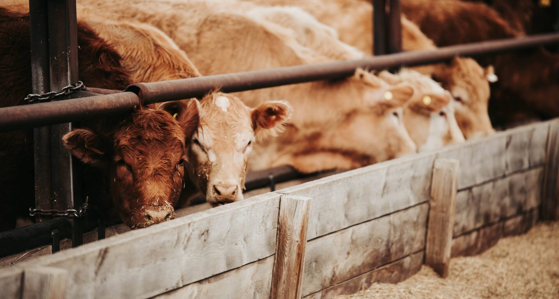 New Video Explains The Use Of Rfi To Select For Feed Efficiency