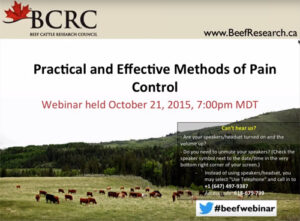 Pain Management in Beef Cattle