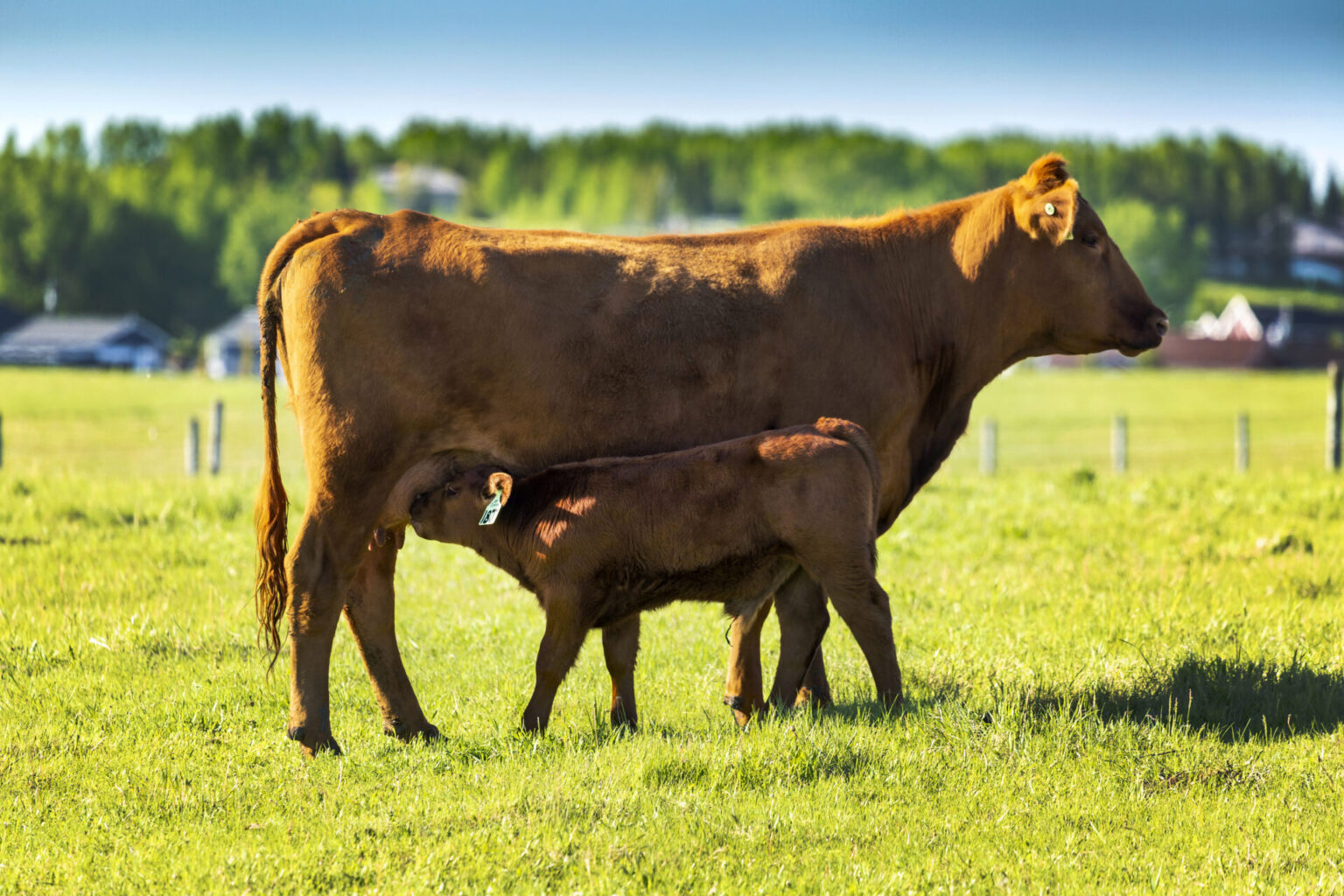 Breeding Cow Management - BeefResearch.ca