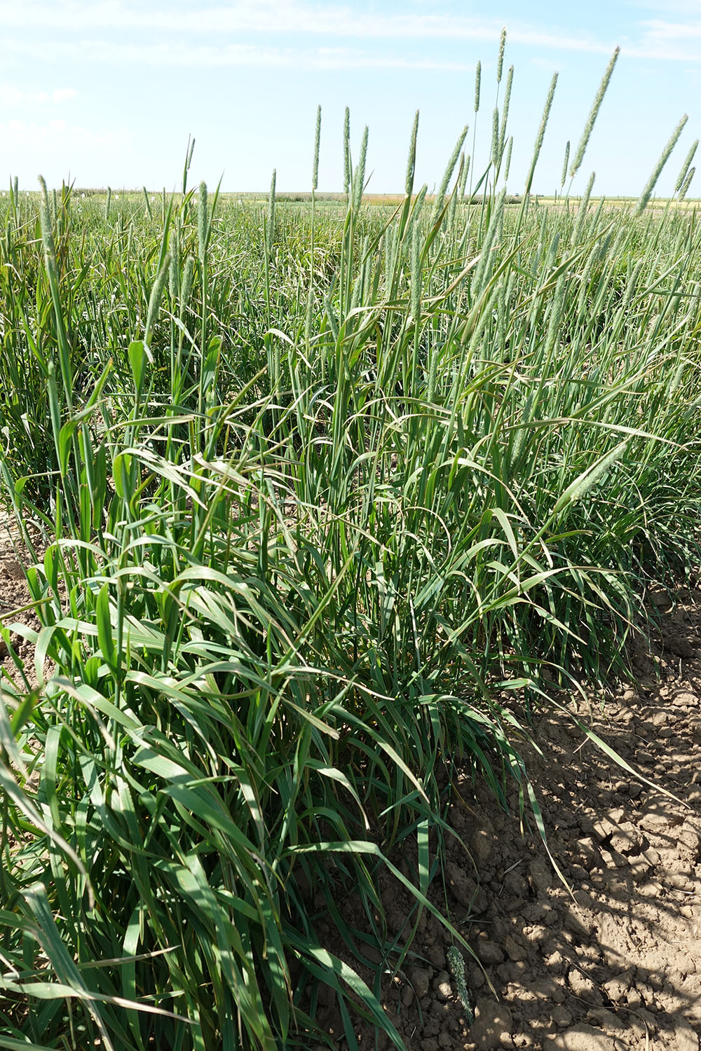 Forage Species - BeefResearch.ca