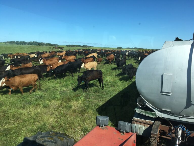 Water Management for Beef Cattle - BeefResearch.ca