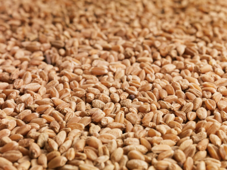 Feed Grains for Beef Cattle - BeefResearch.ca