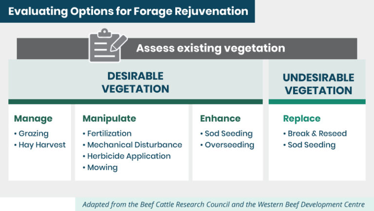 Rejuvenating Tame Pastures - Pasture 101