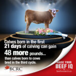 Bull Management - BeefResearch.ca