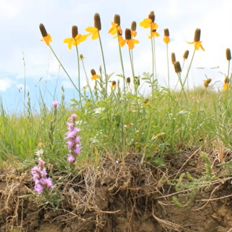 Forages for Soil Health - Beef Research