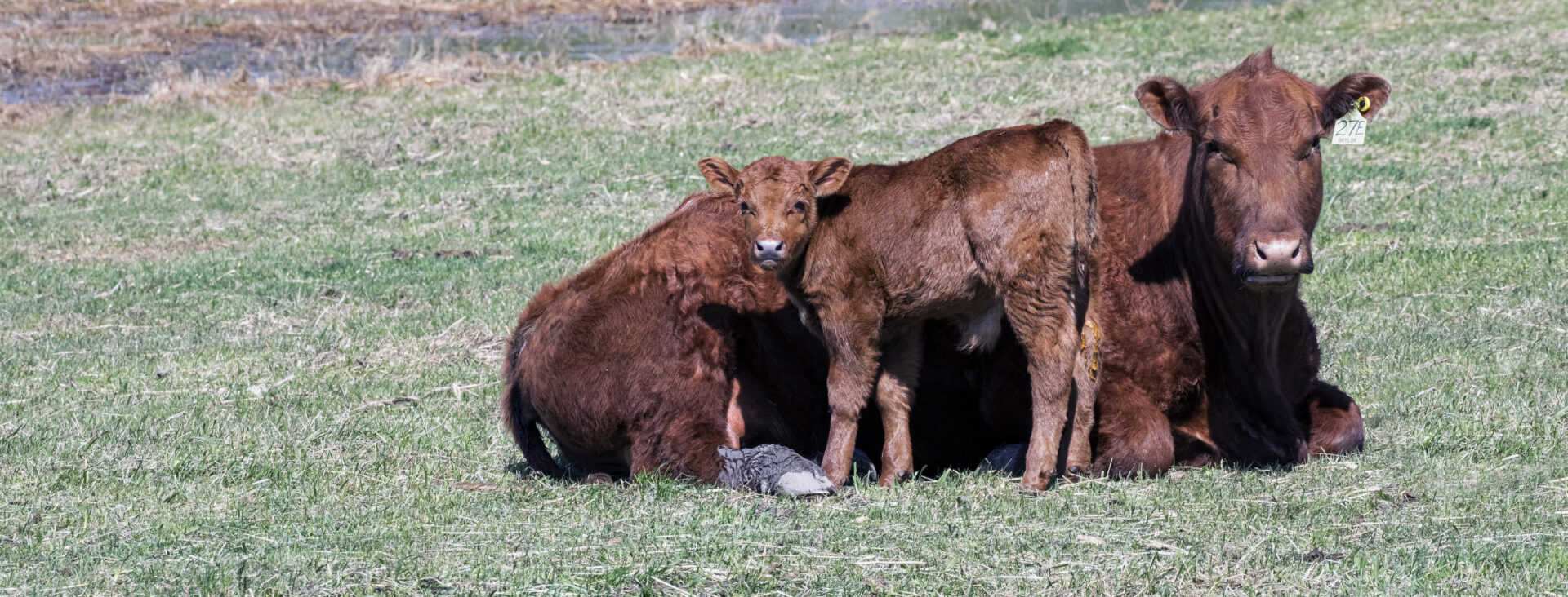 Reproductive Failure in the Beef Herd: Causes, Effects and When to ...