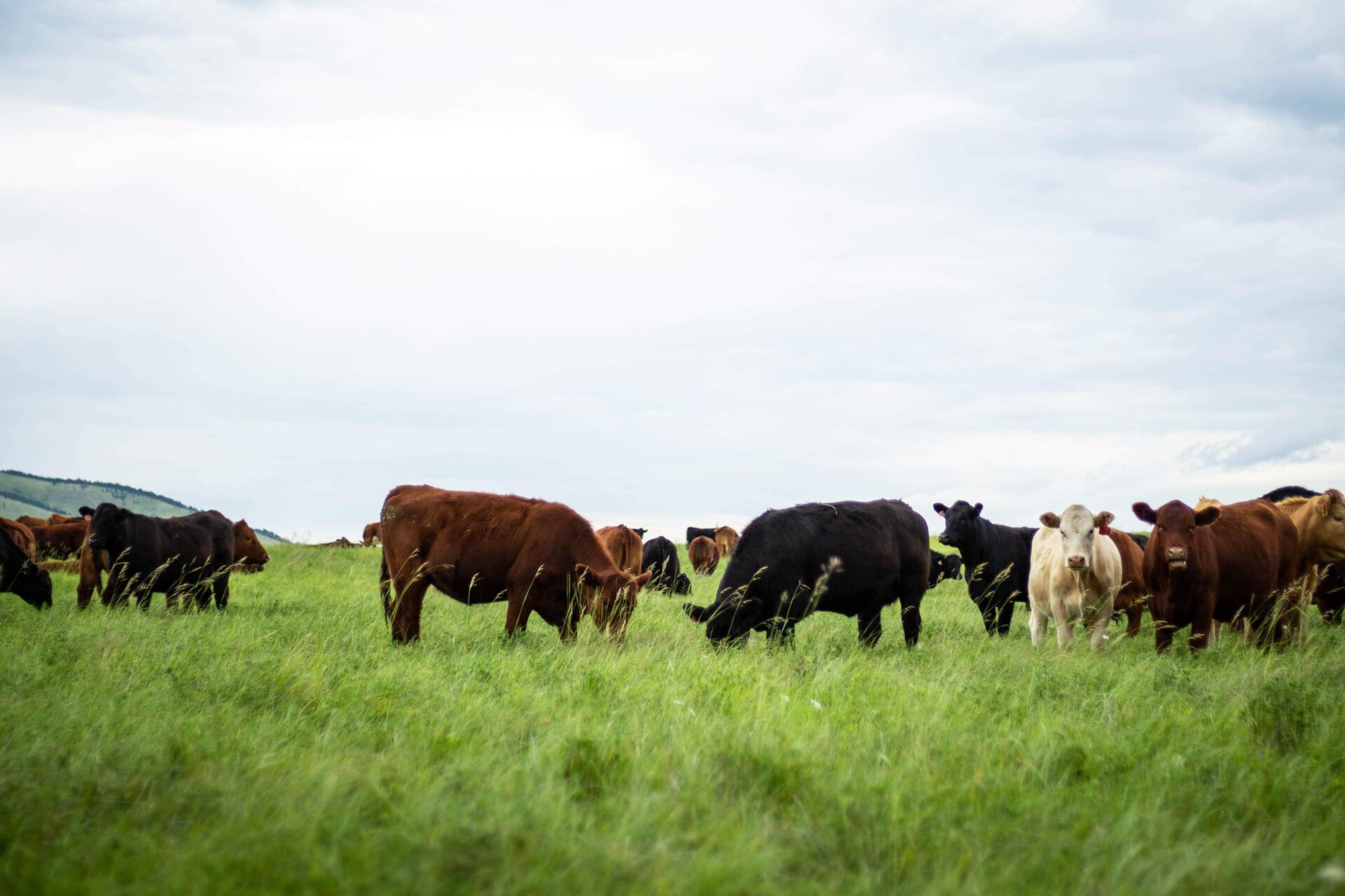 Grazing Management - BeefResearch.ca