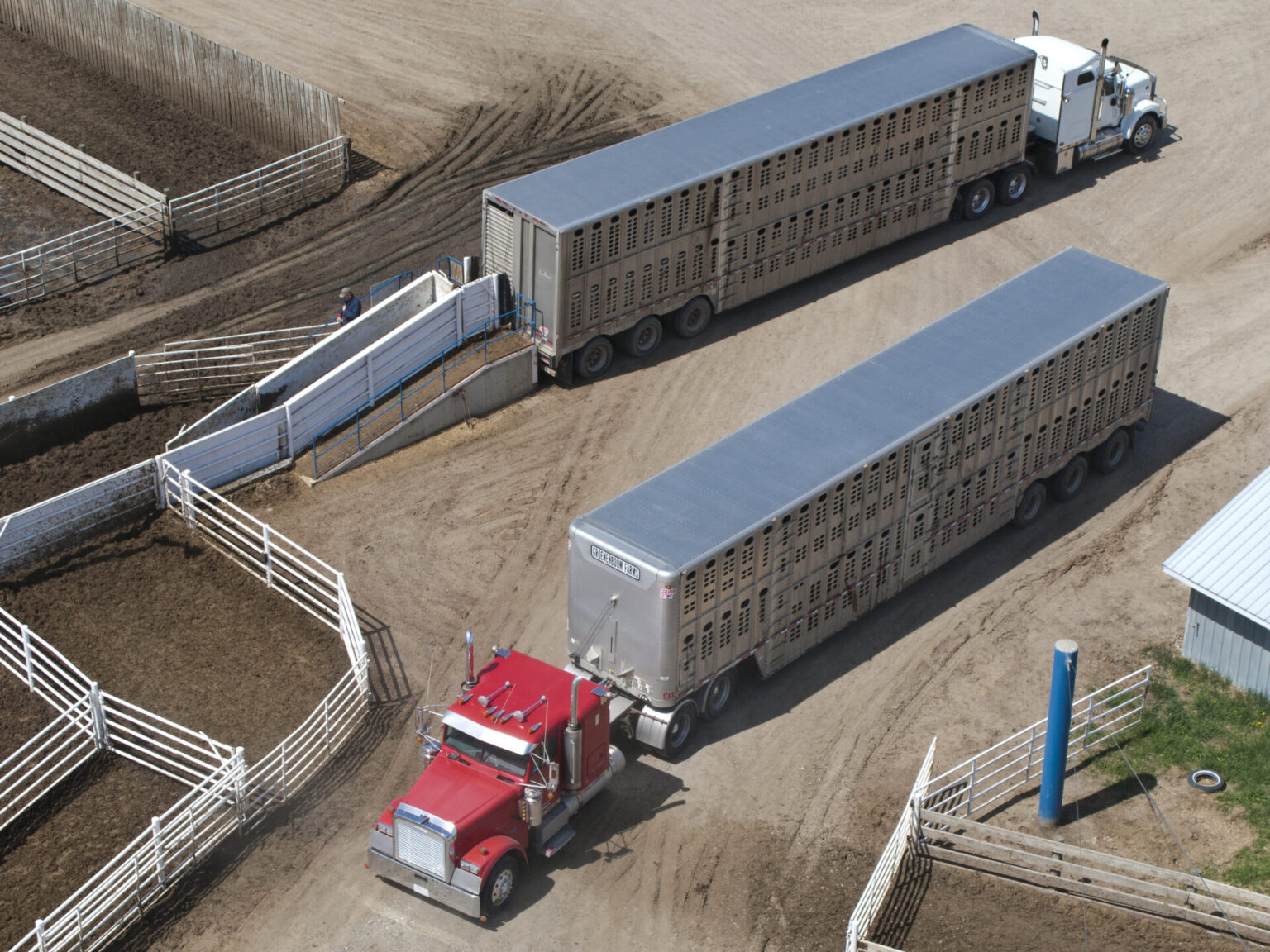 Transport Rest Stops Still Don’t Show a Benefit for Weaned Calves