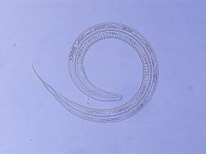 When the Worms Come Marching In - BeefResearch.ca