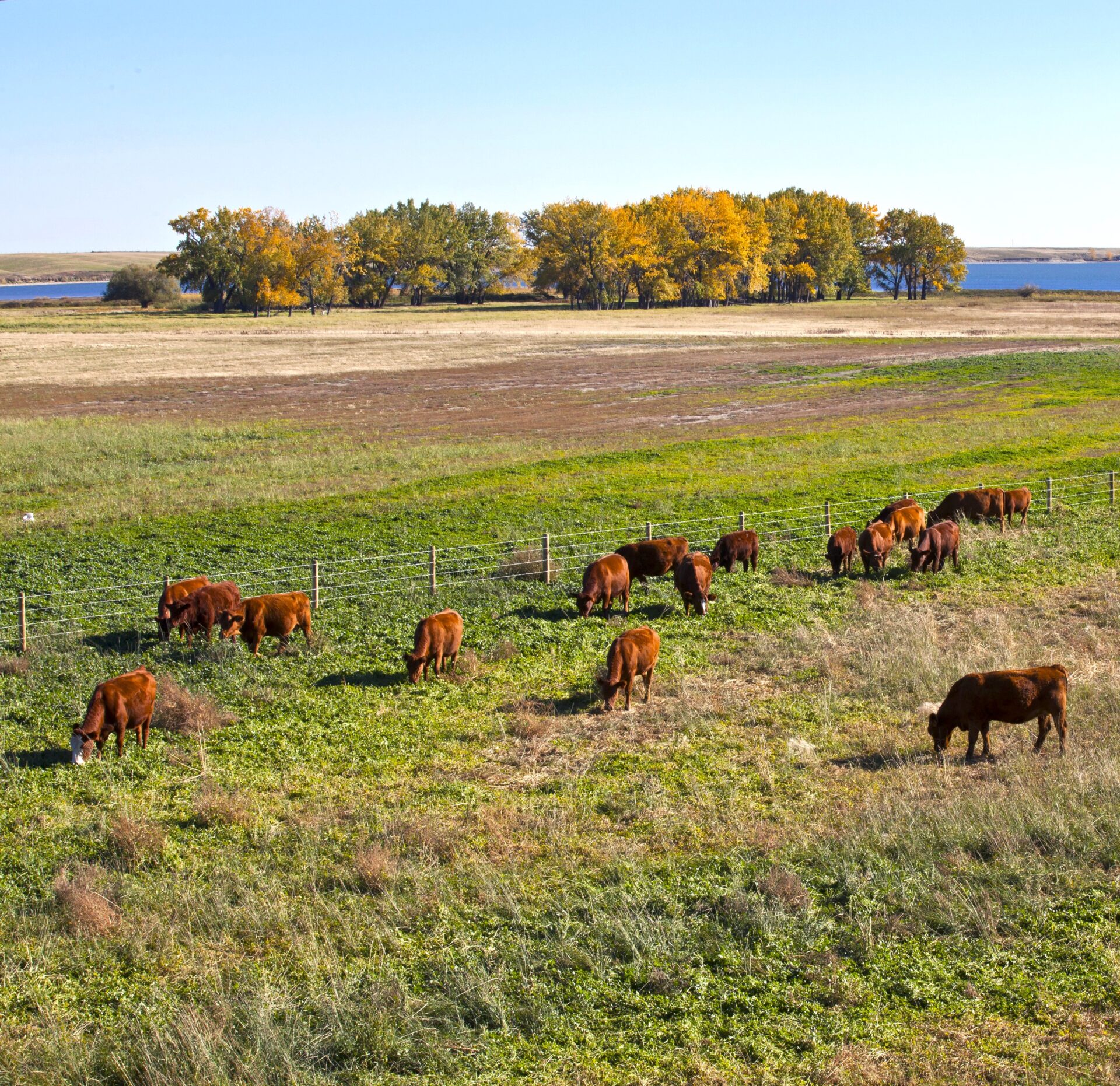 The Results Are In on 2018-2023 Beef Cluster Projects - BeefResearch.ca