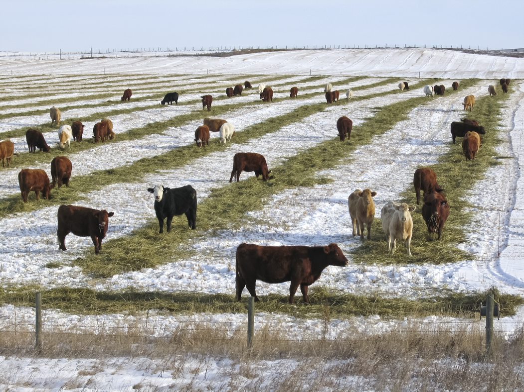 Feed Testing: A Tool for Better Returns - BeefResearch.ca