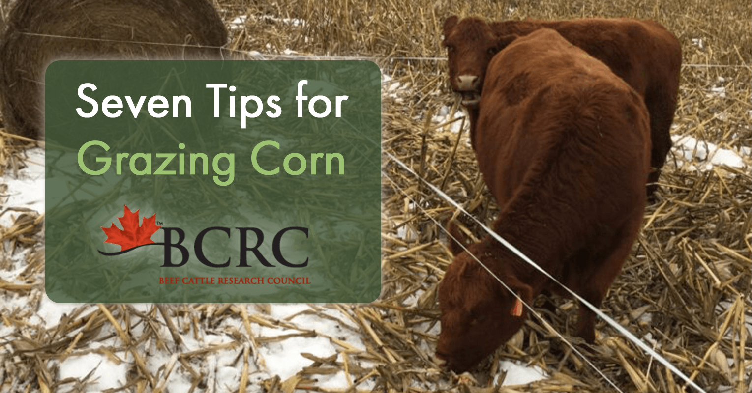 Seven Tips for Grazing Corn 🎙️ - BeefResearch.ca