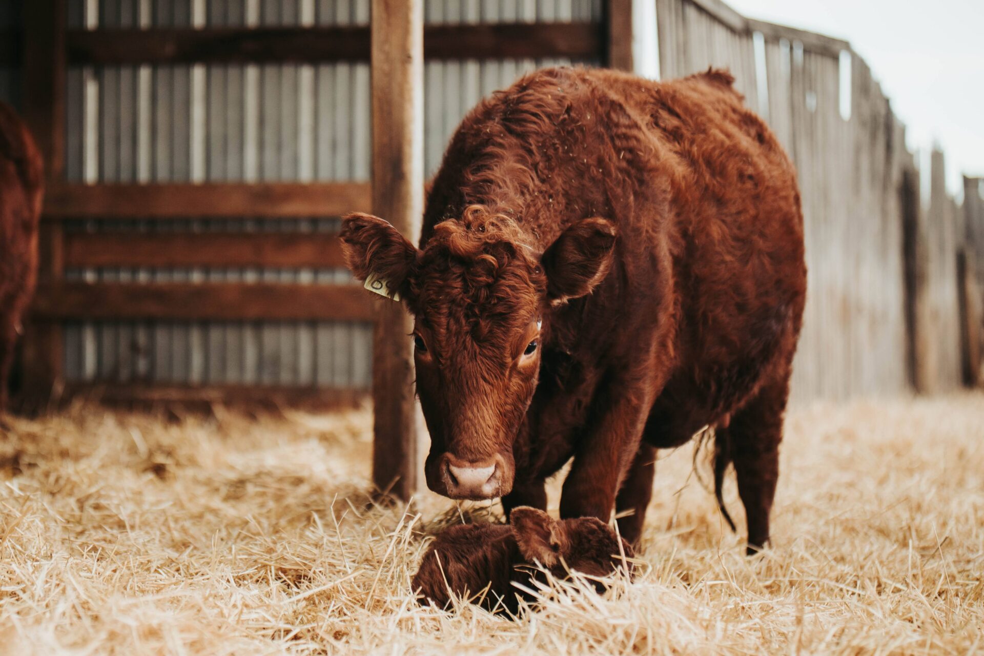 Calving & Calf Management - BeefResearch.ca