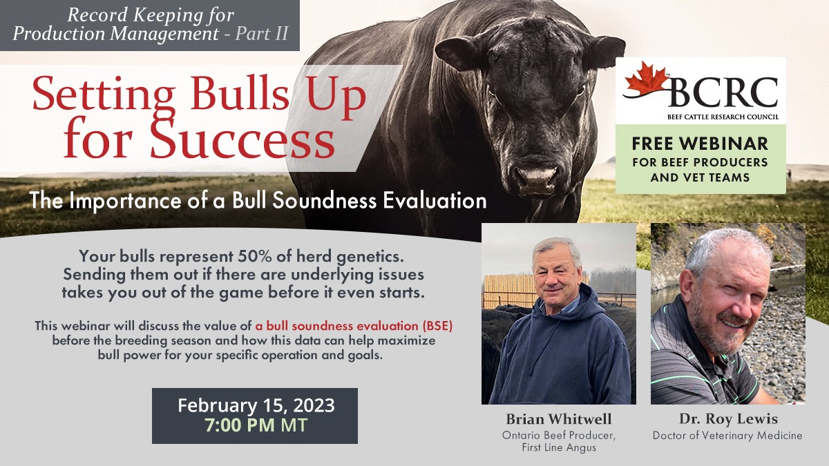 Beef Webinar: Setting Bulls Up for Success - BeefResearch.ca