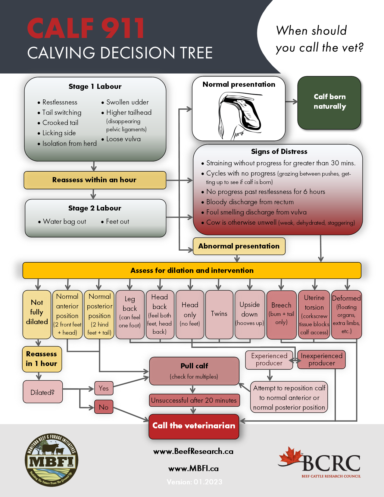 Calving & Calf Management - BeefResearch.ca