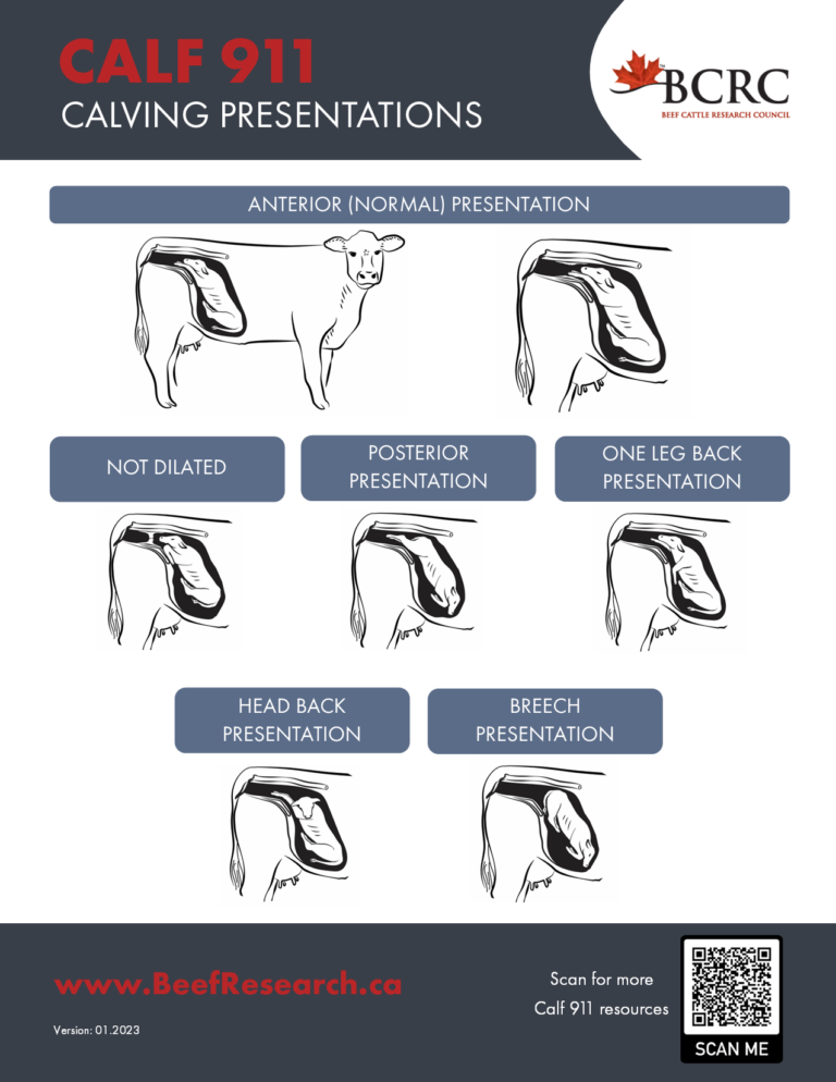Breeding Cow Management - BeefResearch.ca