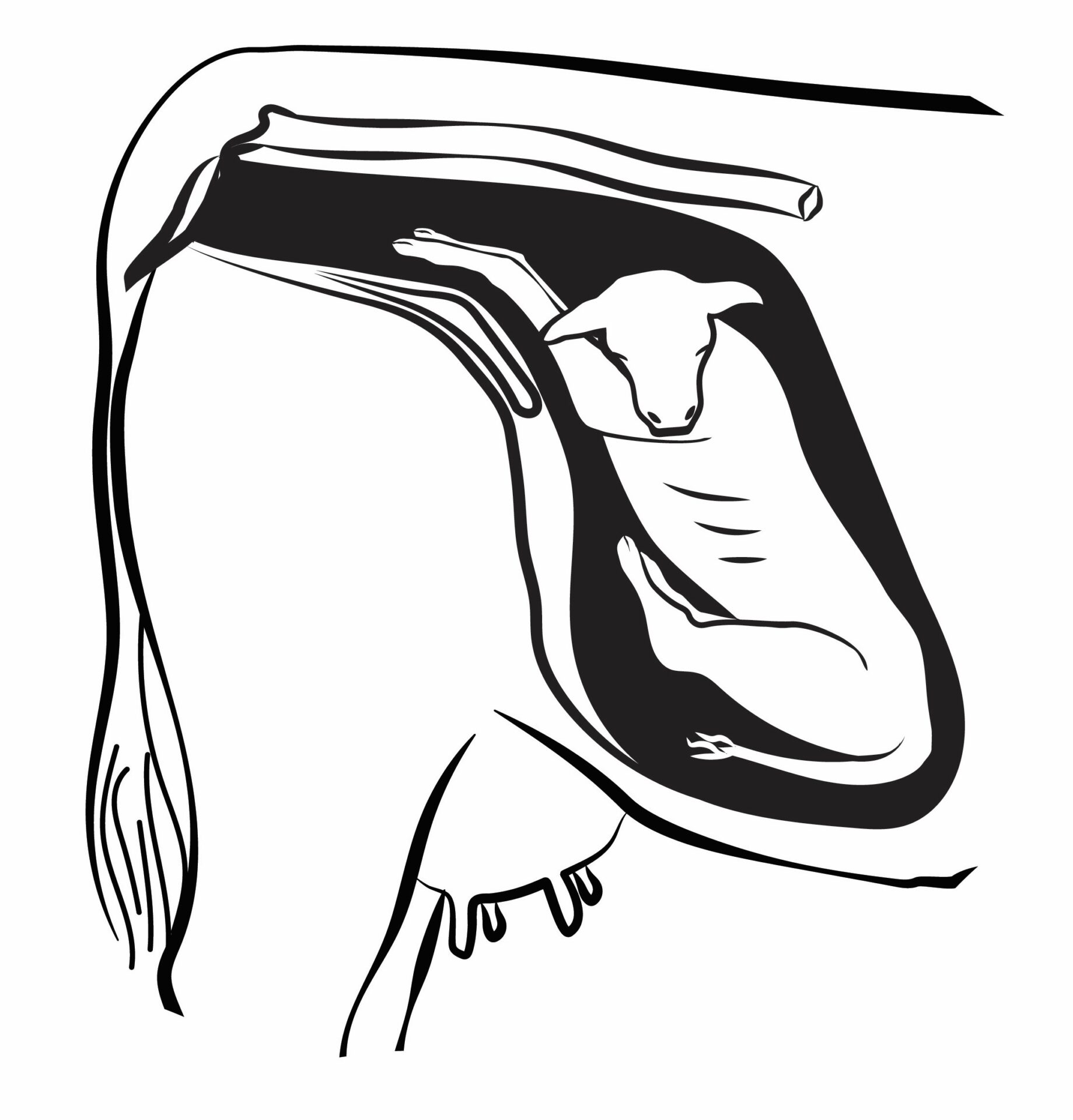 Breech Presentation In Cattle