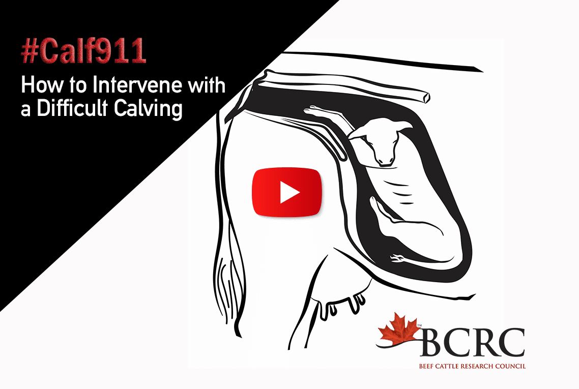 Calf 911 - How to Intervene with a Difficult Calving ️🎙️