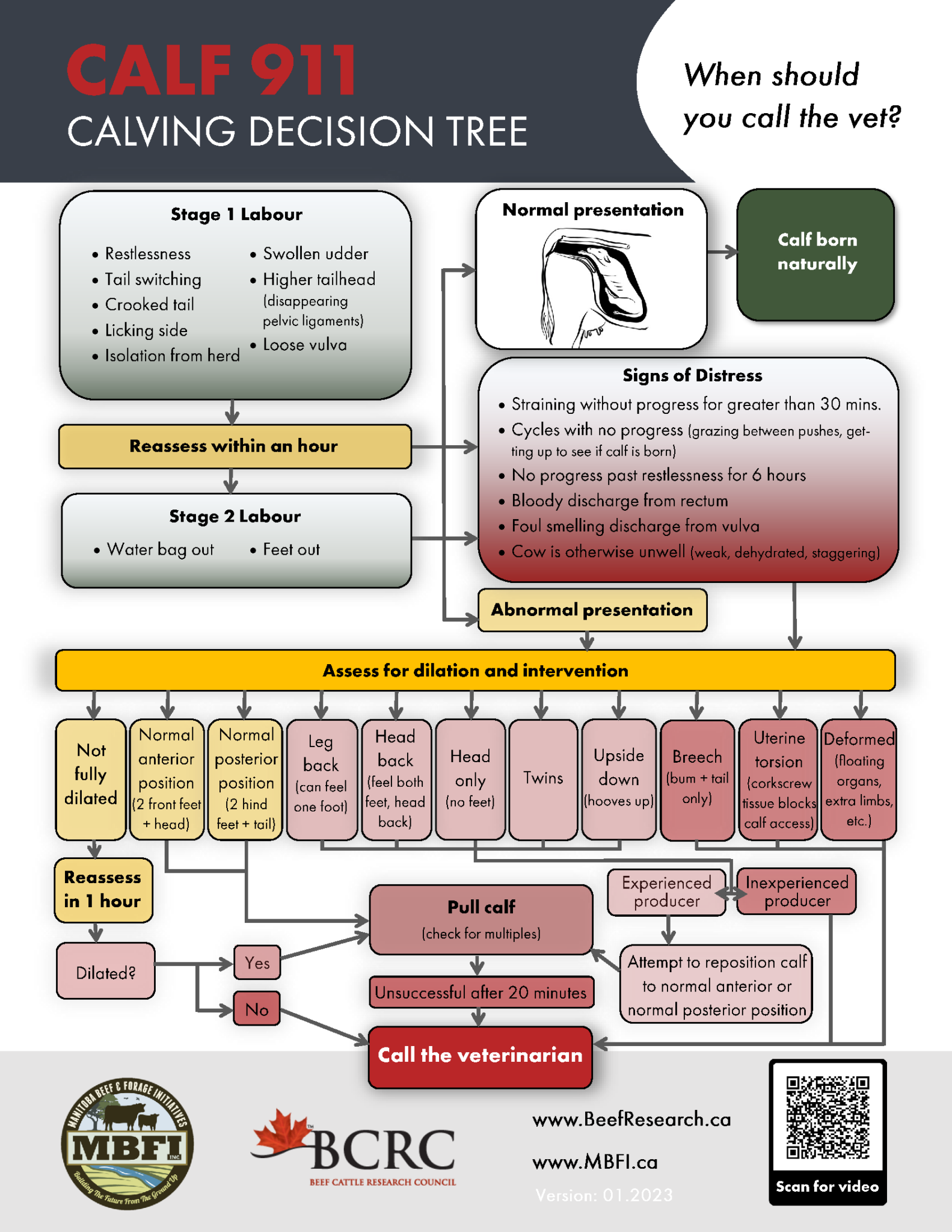 Calving & Calf Management - BeefResearch.ca