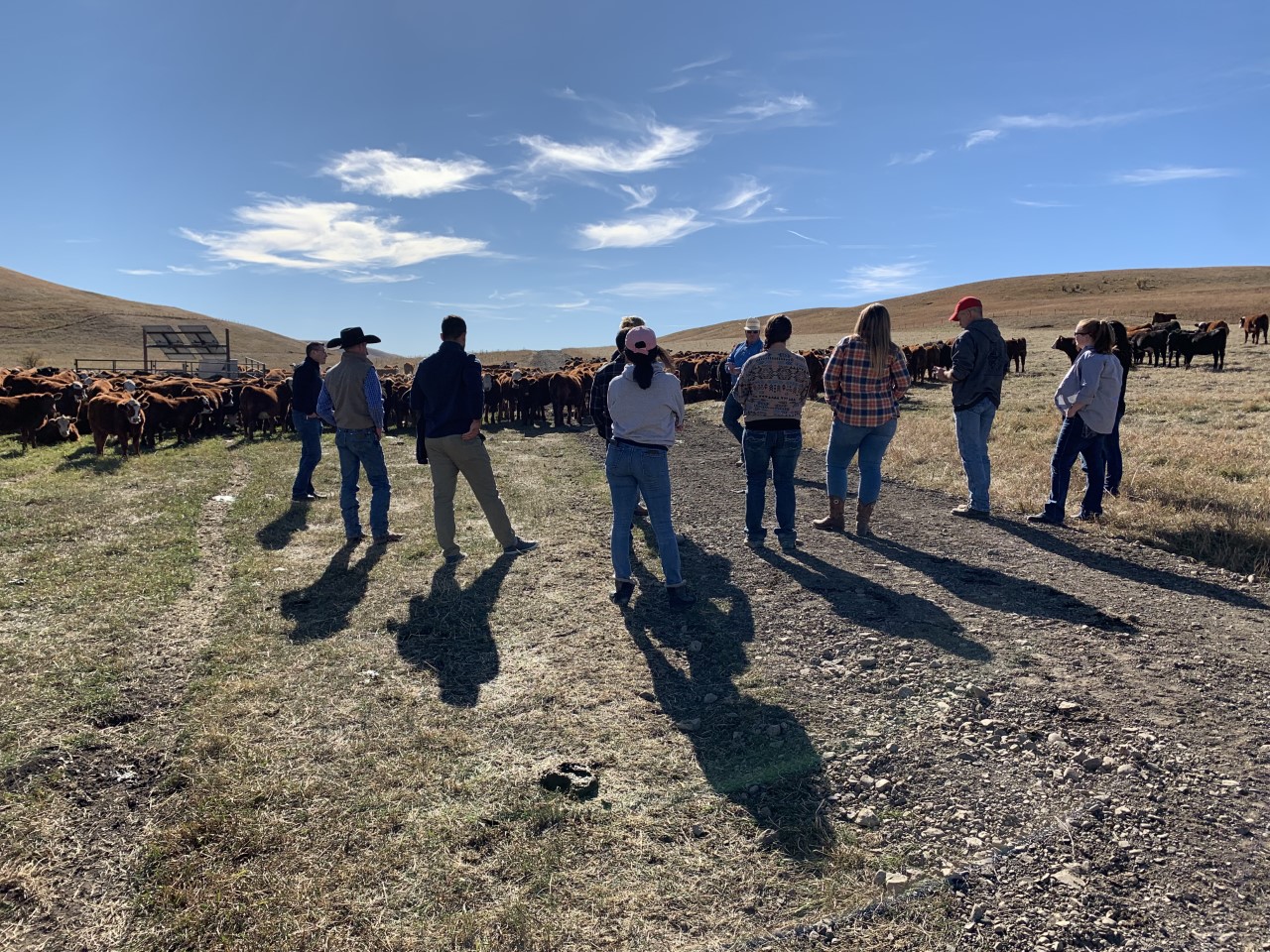 Applications Now Open for the BCRC Beef Researcher Mentorship Program ...