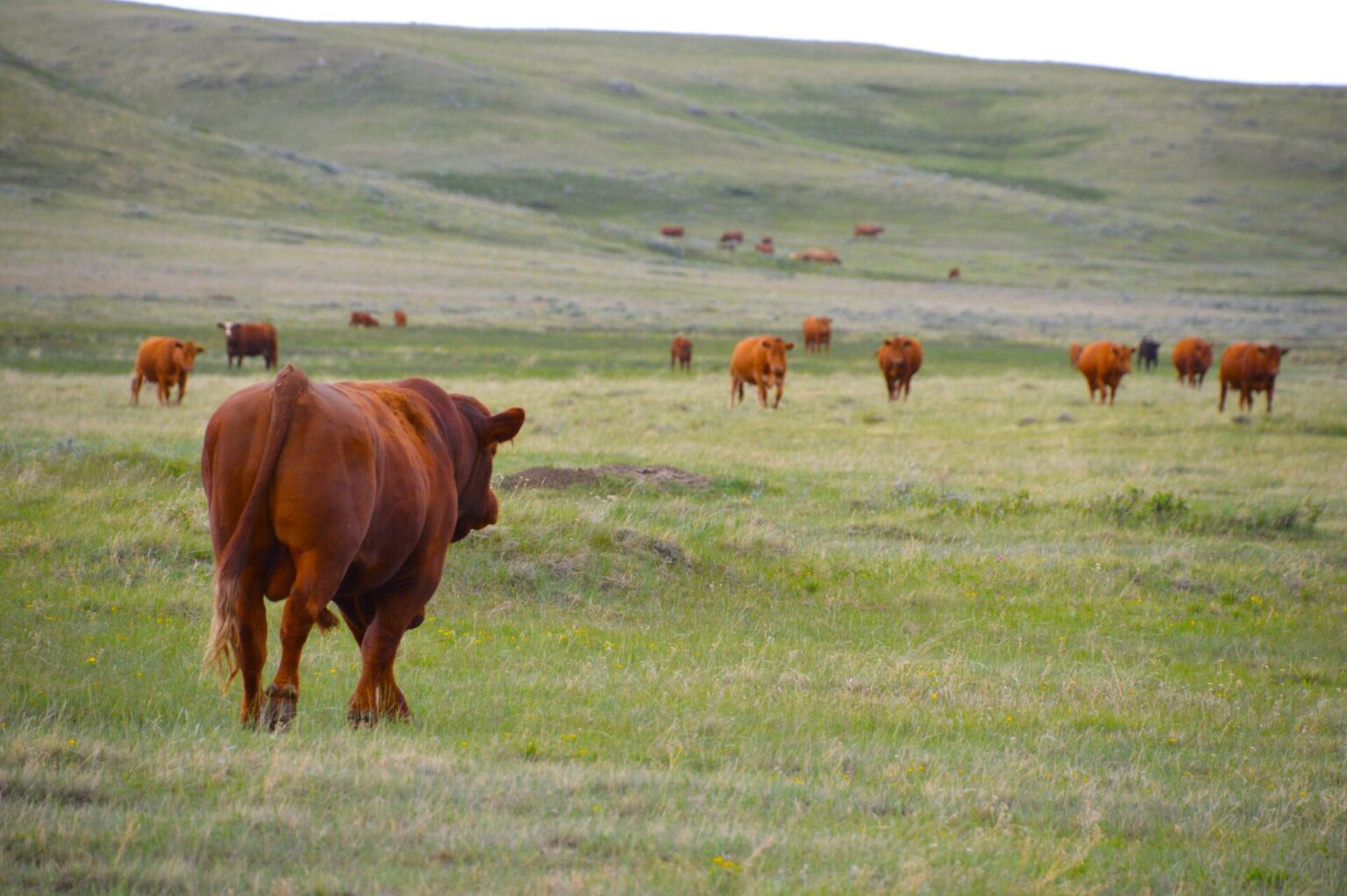 Calving Seasons - BeefResearch.ca