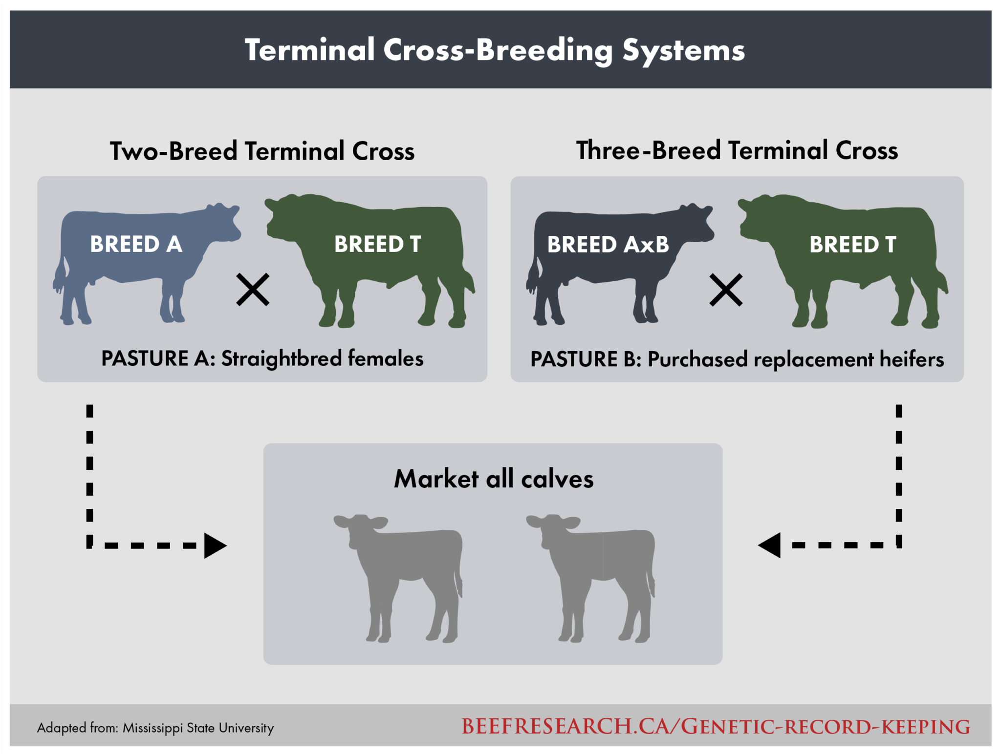 Beef Cattle Genetics Glossary - BeefResearch.ca