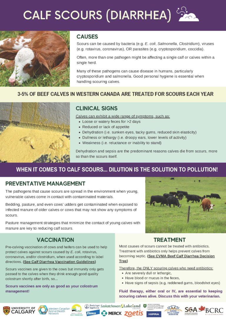 Vaccination Infographics & Guidelines - BeefResearch.ca