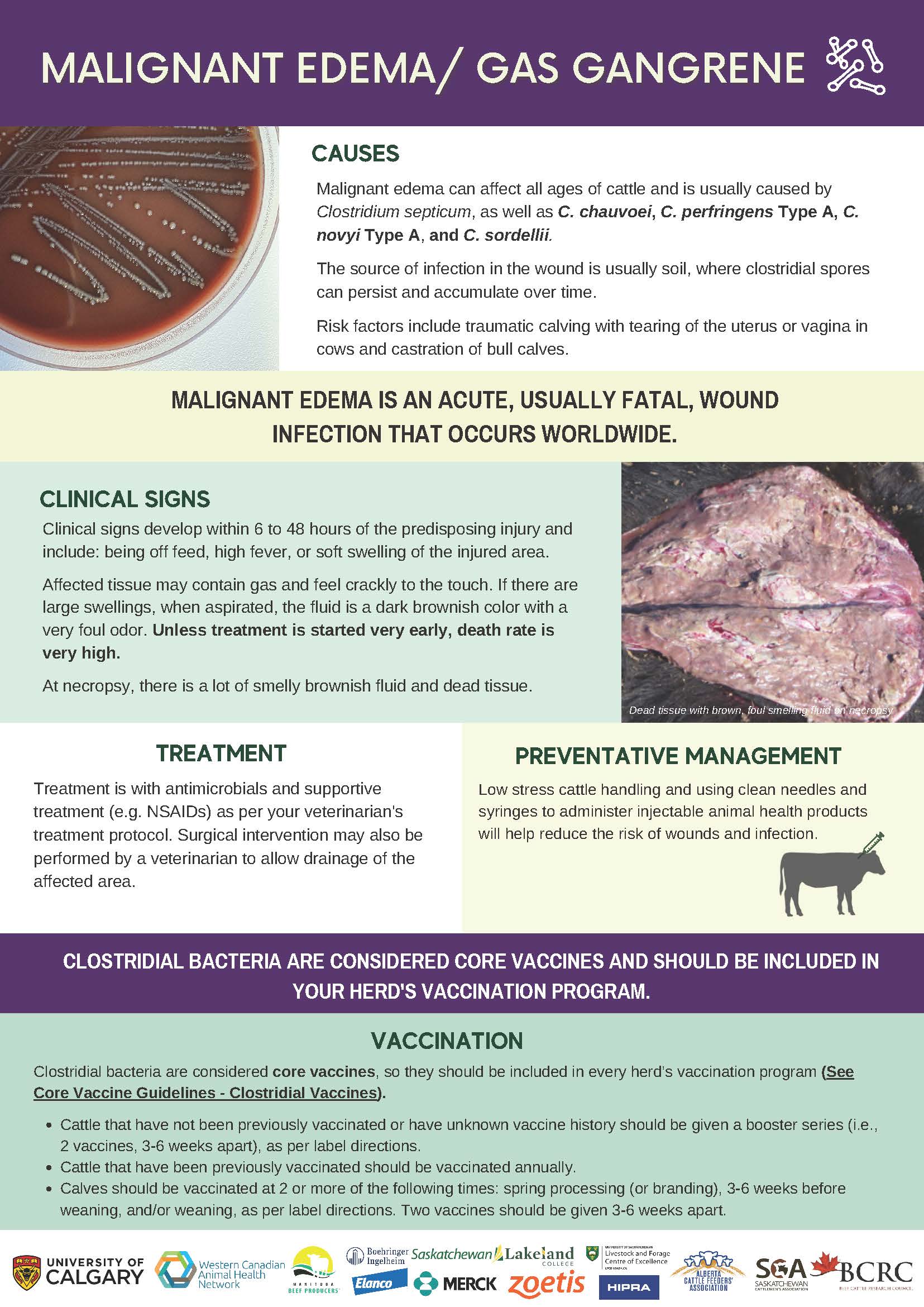 Vaccination Infographics & Guidelines - BeefResearch.ca