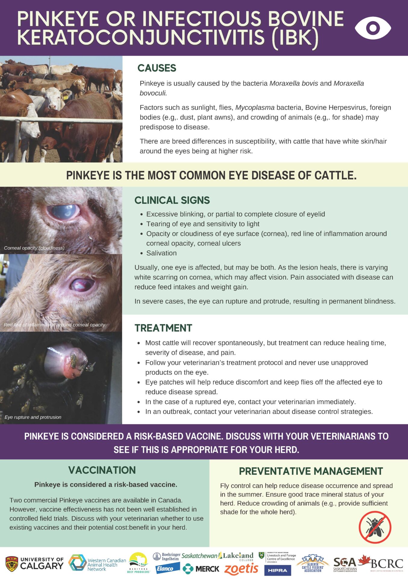 Vaccination Infographics & Guidelines - BeefResearch.ca