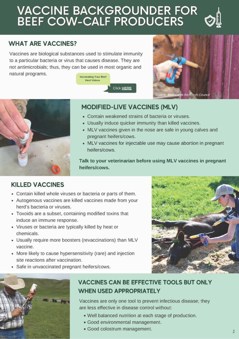 Vaccination Infographics & Guidelines - BeefResearch.ca