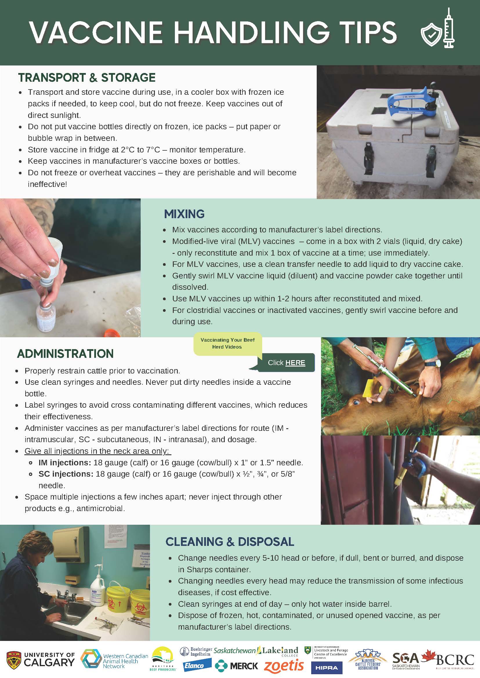 Vaccination Infographics & Guidelines - BeefResearch.ca