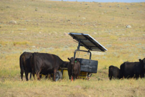Water Management for Beef Cattle - BeefResearch.ca