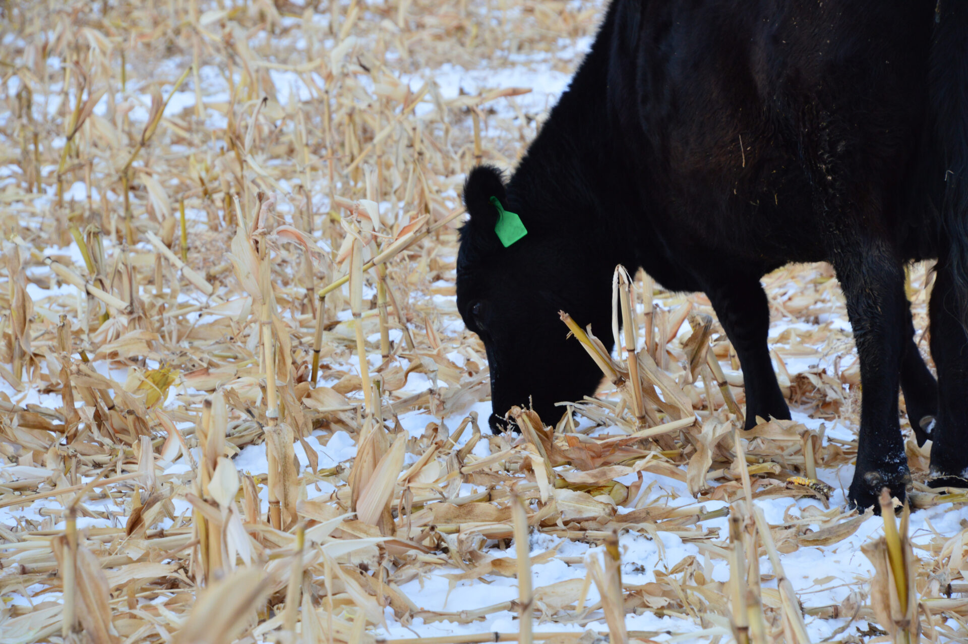 Grazing Crops - BeefResearch.ca