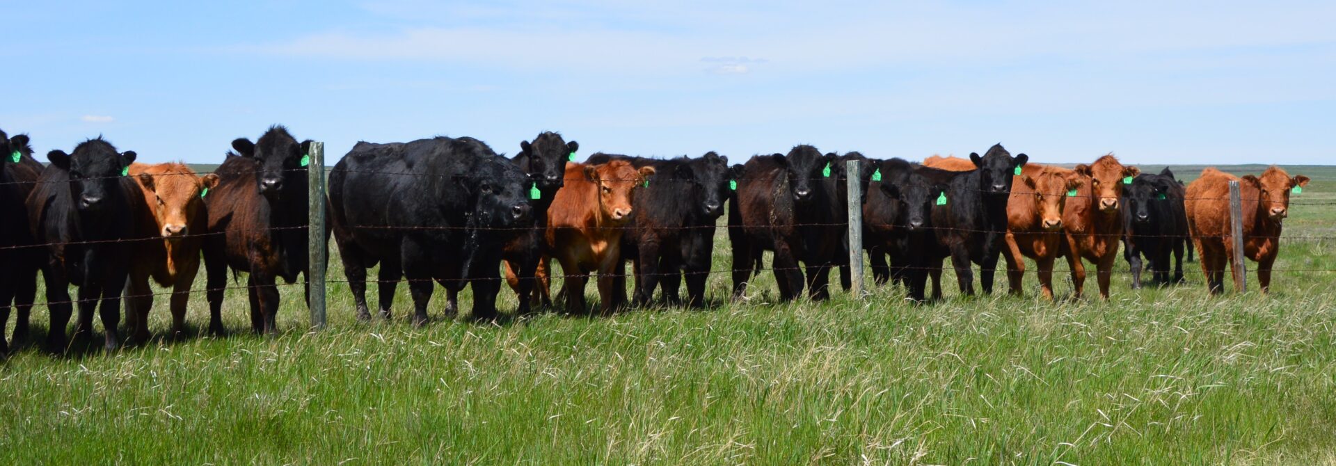 Raising Replacement Heifers - What Does It Cost? - BeefResearch.ca