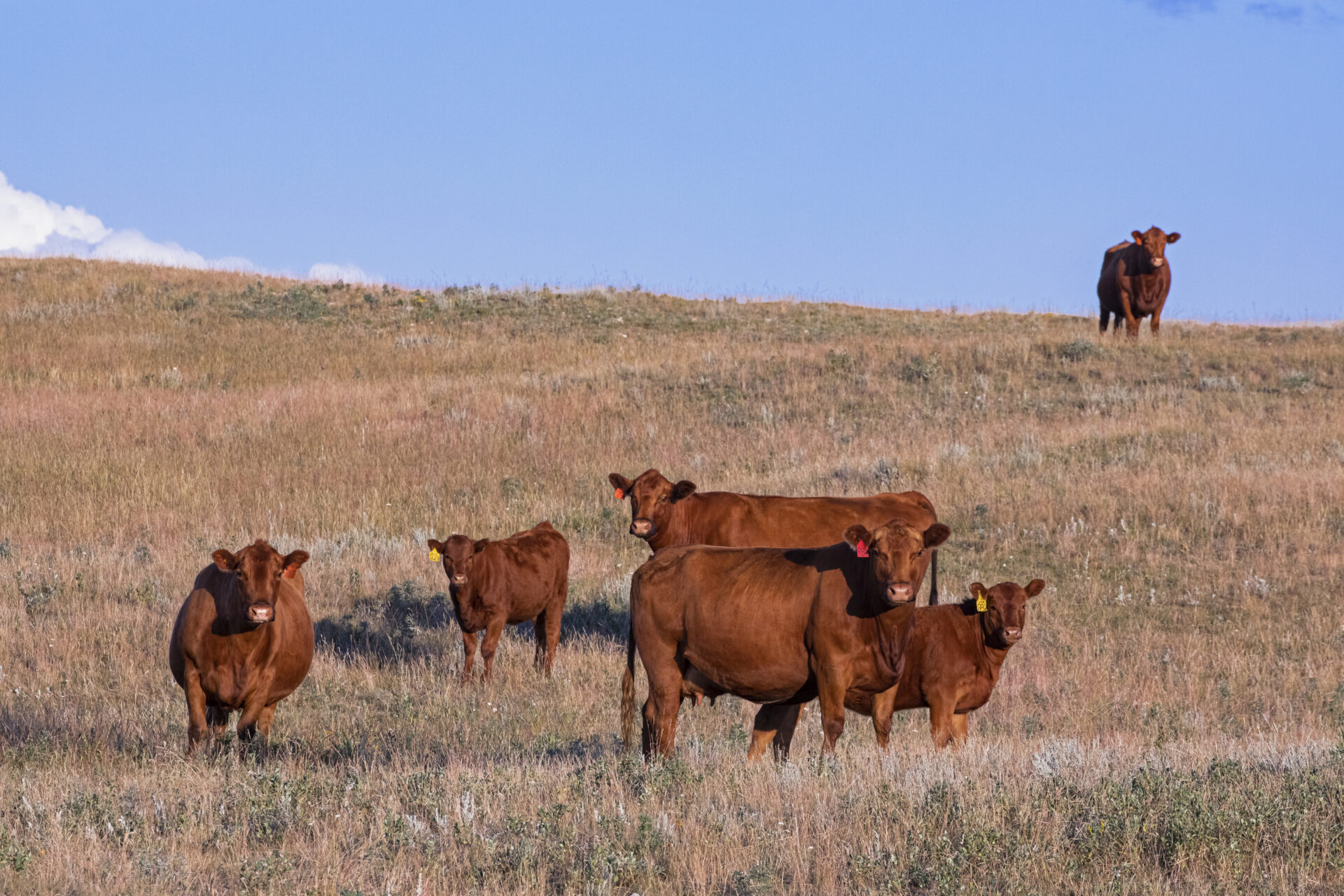 Cost-Benefit of Feeding BRD Vaccinated Calves - BeefResearch.ca