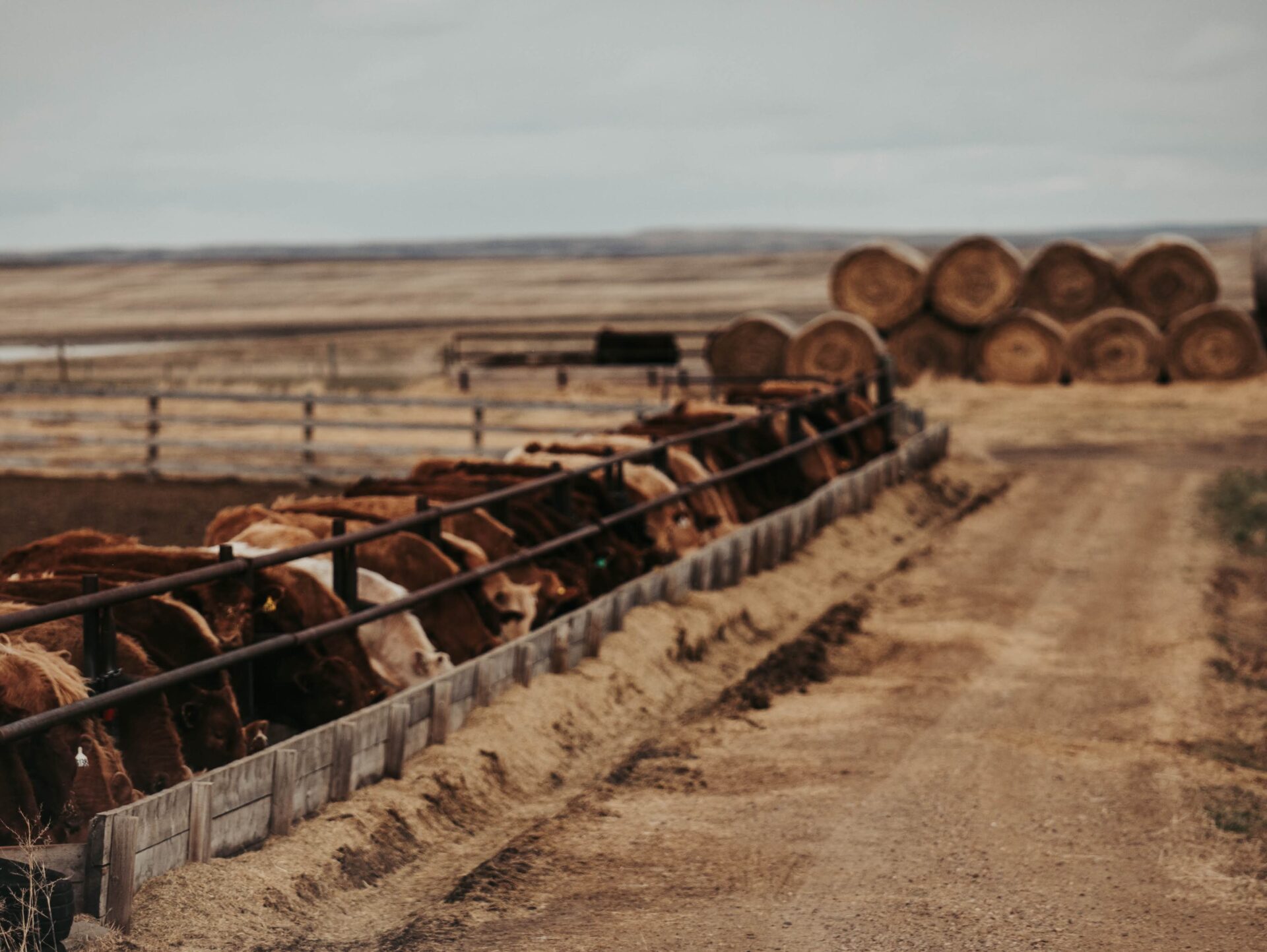 Nutrition in Beef Cattle