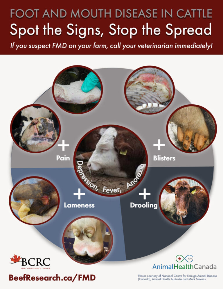 Foot and Mouth Disease - BeefResearch.ca