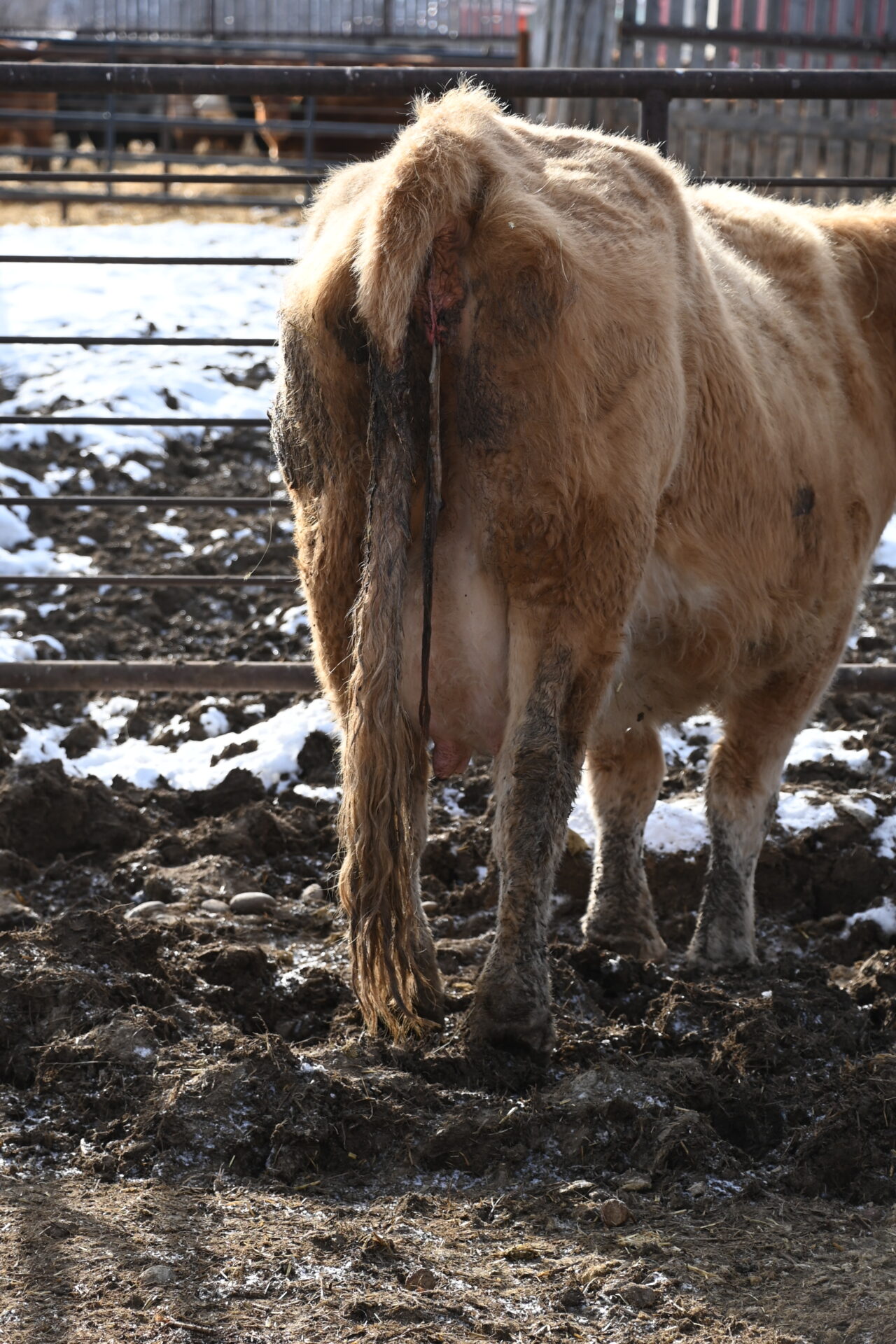 Calving & Calf Management - BeefResearch.ca