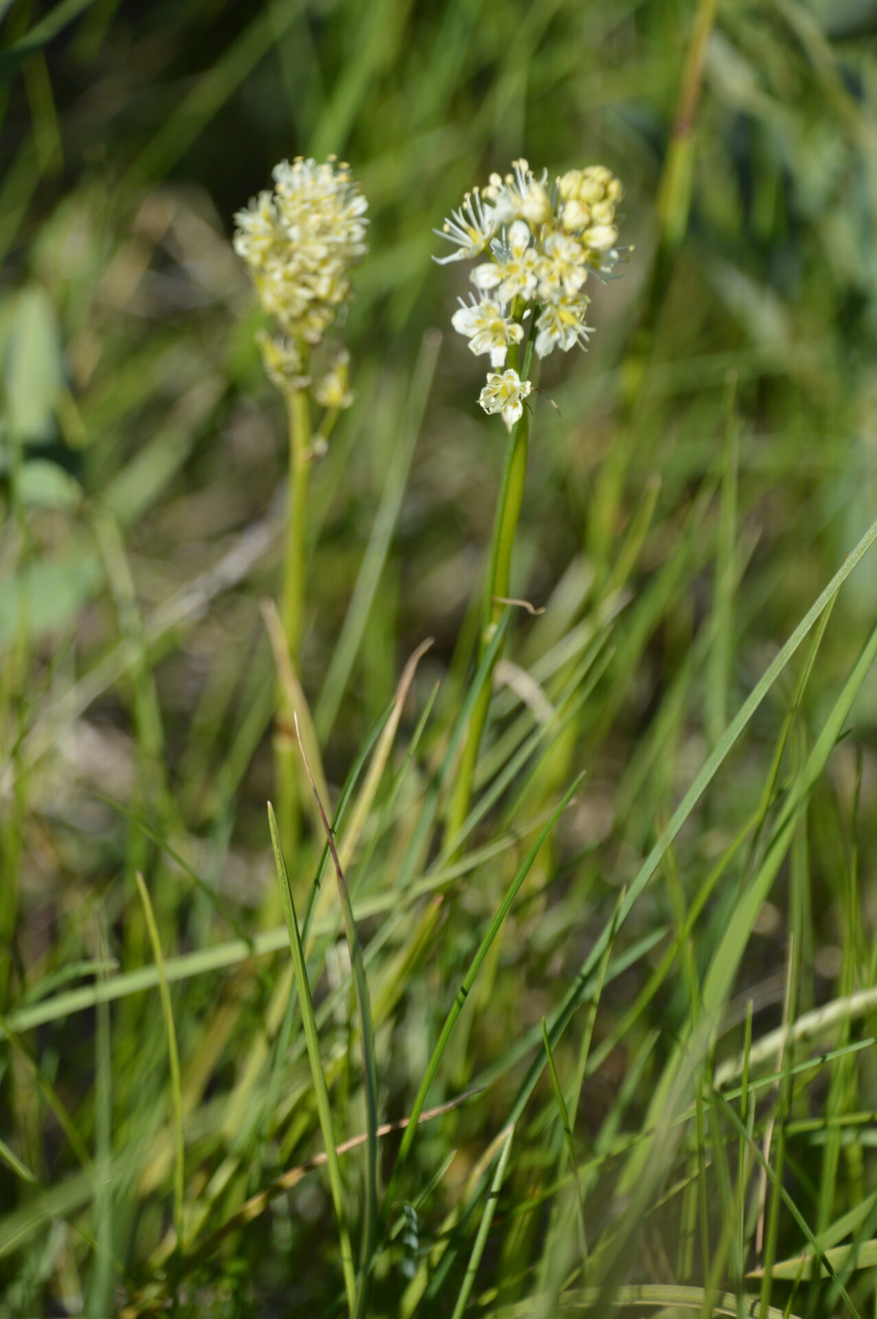 Weed & Brush Control in Pastures
