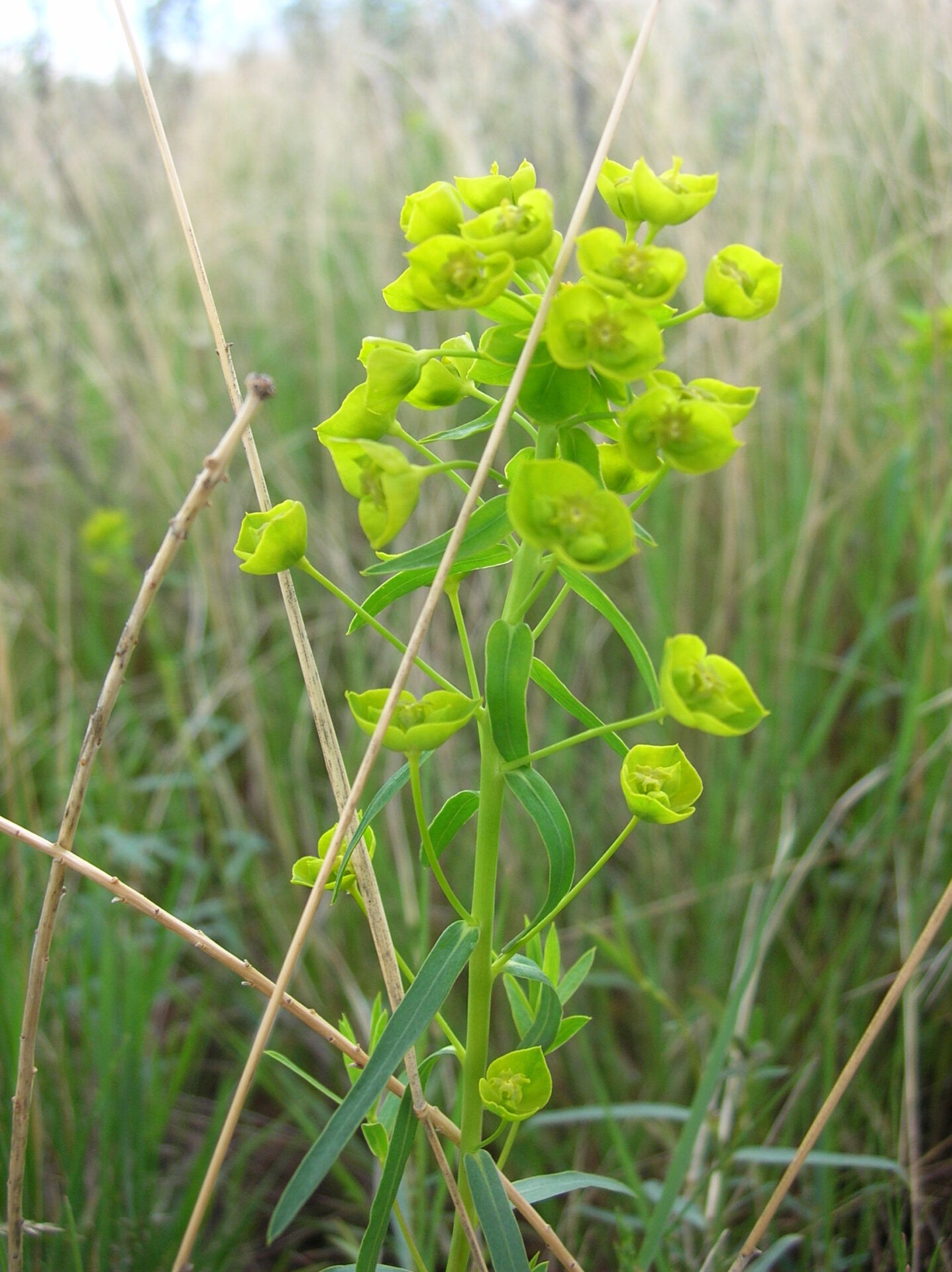 Weed & Brush Control in Pastures