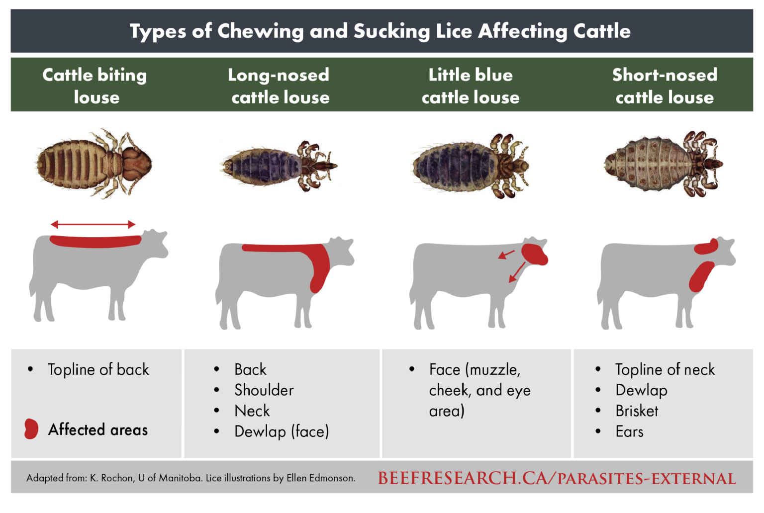 Winter Management of Beef Cattle - BeefResearch.ca