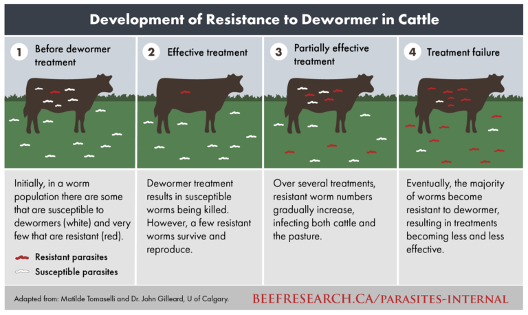 Parasites - Internal - BeefResearch.ca