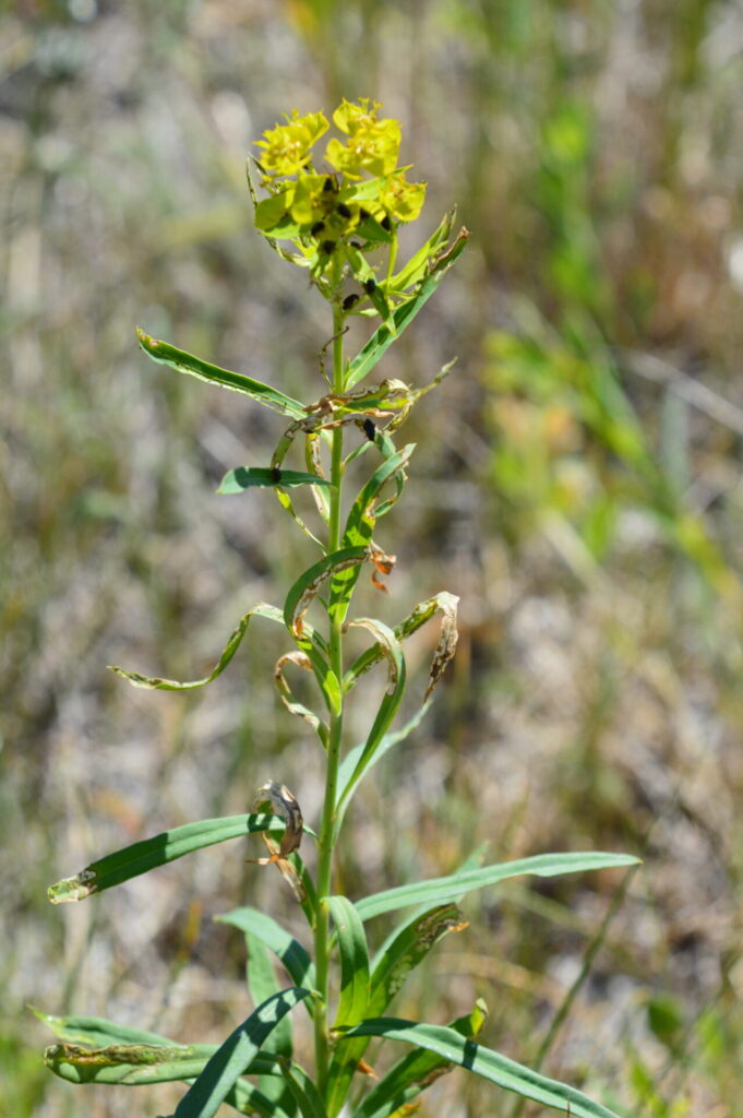 Weed & Brush Control in Pastures